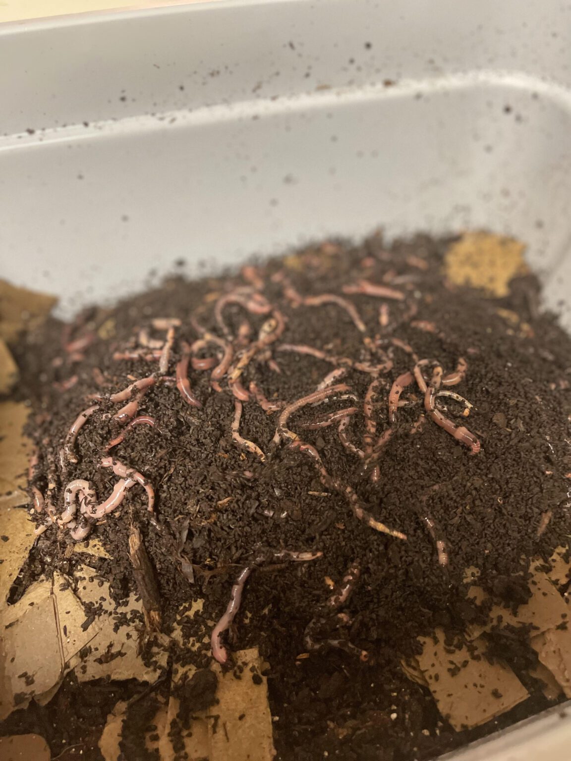 Guide to Worm Farming for Beginners - The Worm Farmers