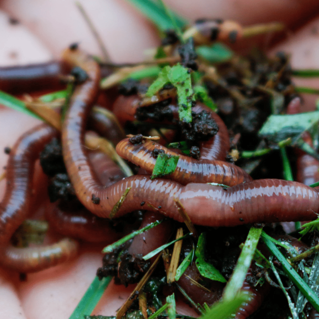 Worm Farm Kit Review
