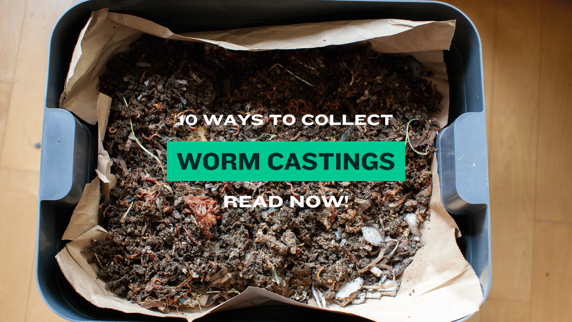 10 Ways to Collect Worm Castings: The Black Gold